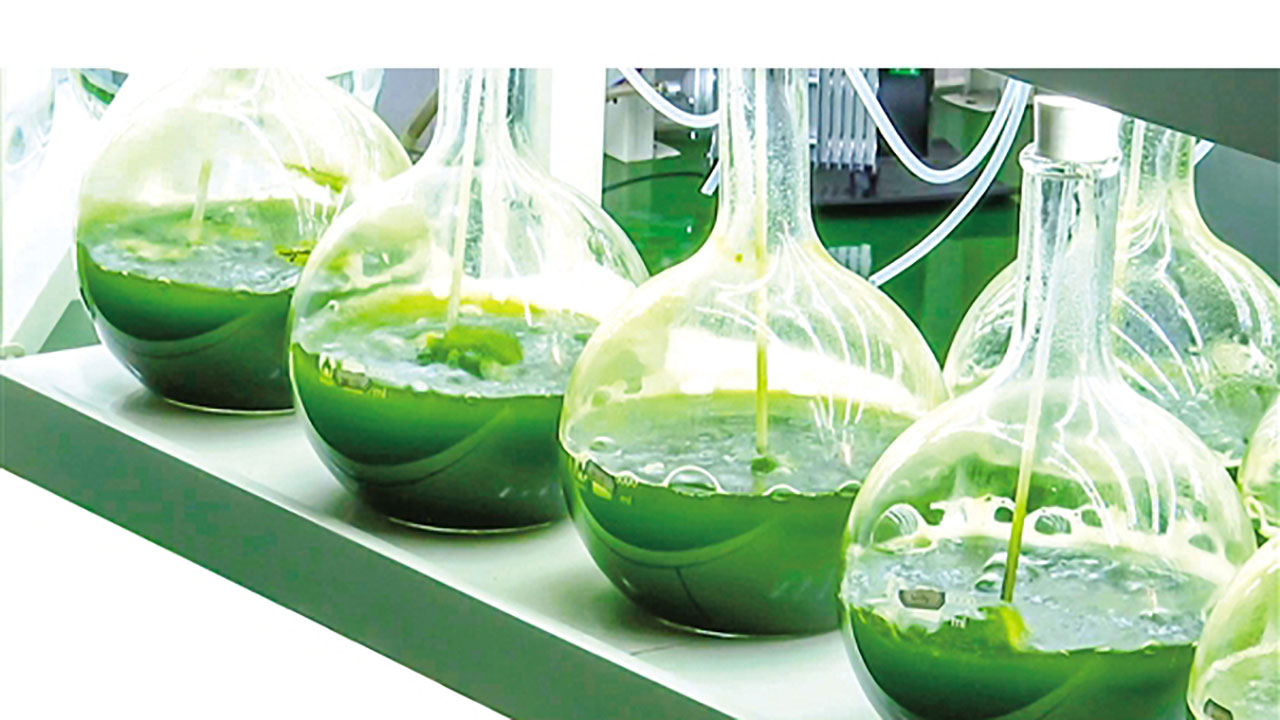 This Chinese Ingredient Company Focusing on Microalgae-based Secures ...
